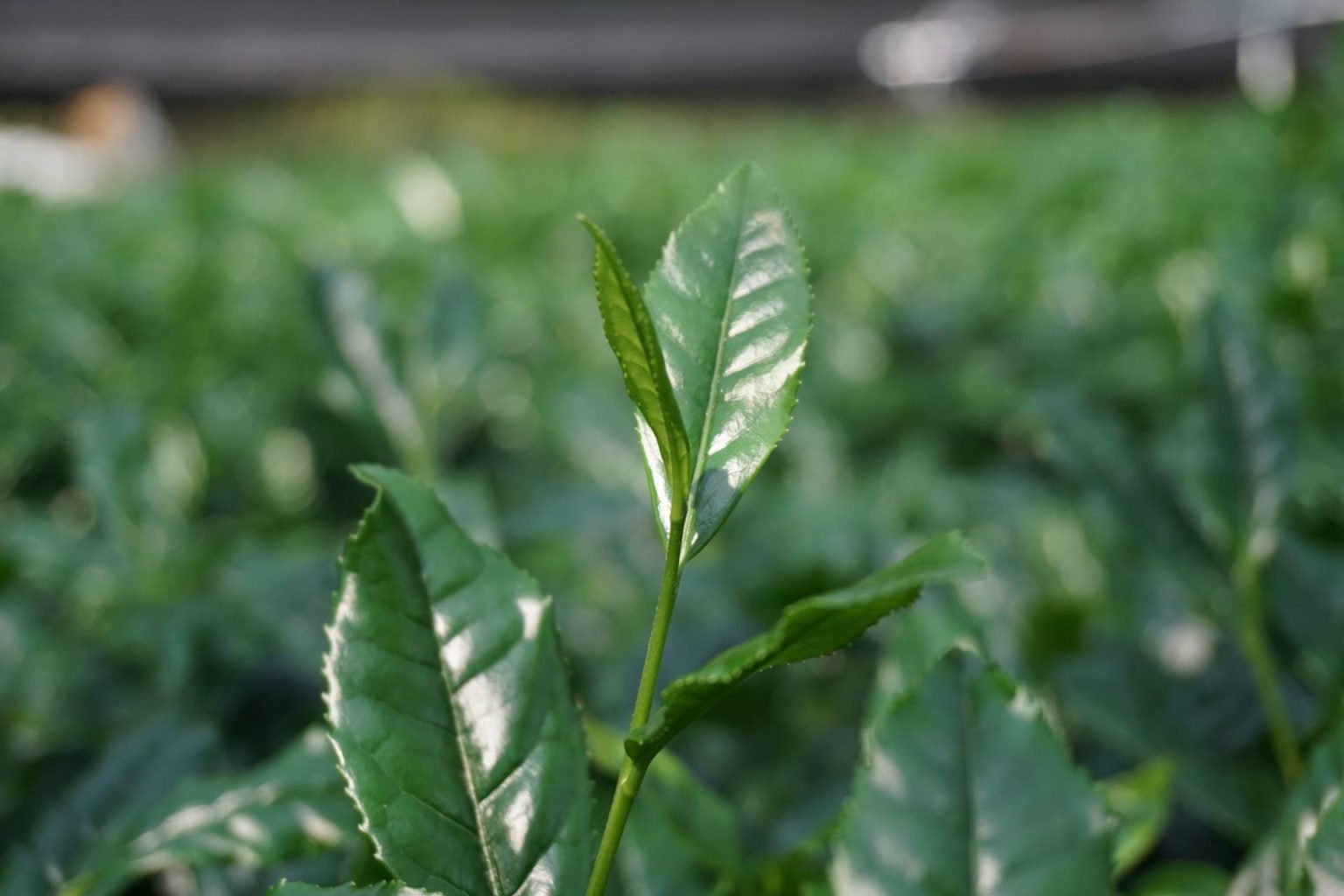 The Matcha Spotlight: Process of Japanese Matcha Production